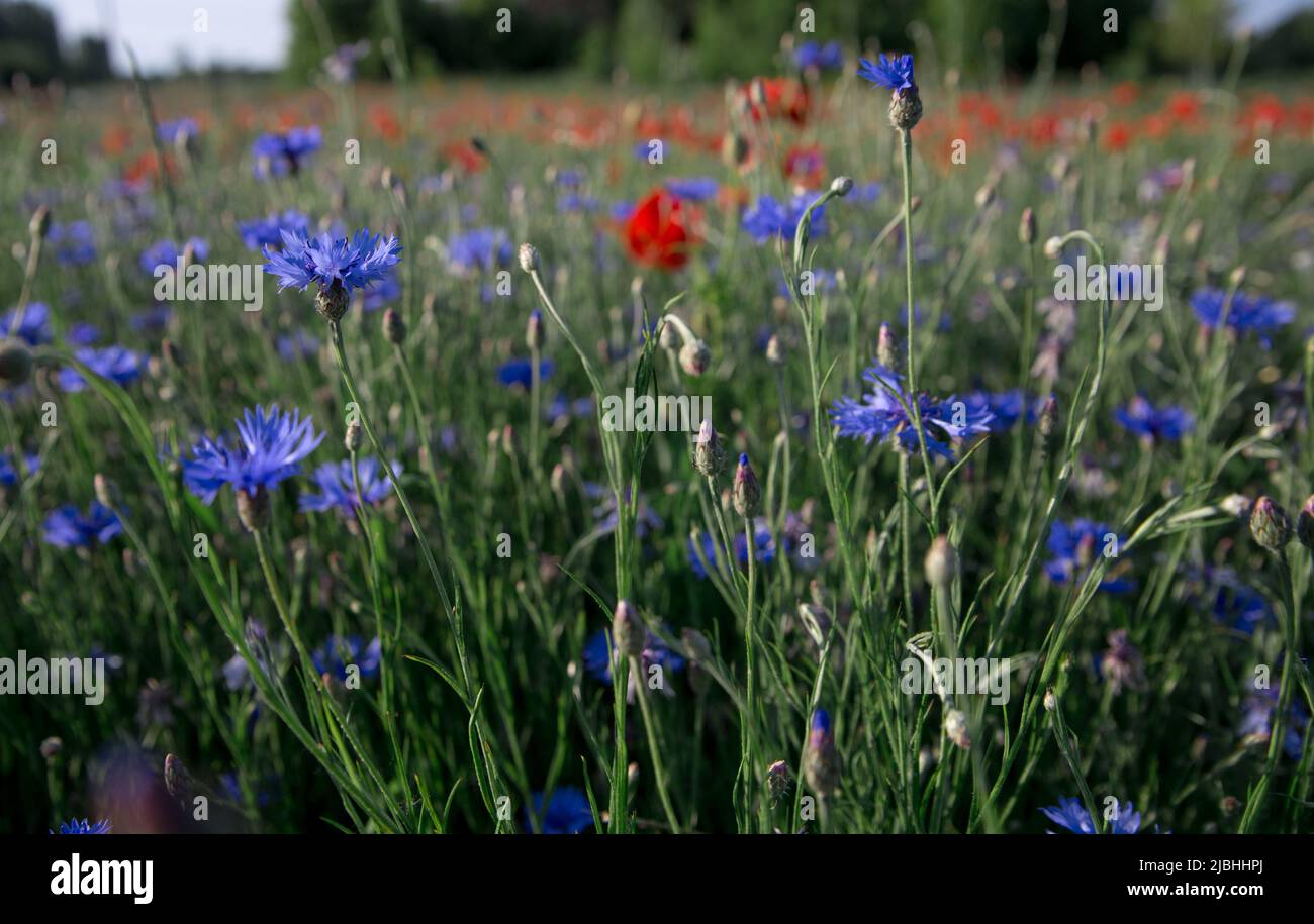 Field of blue cornflowers in the countryside. Blooming field with ...