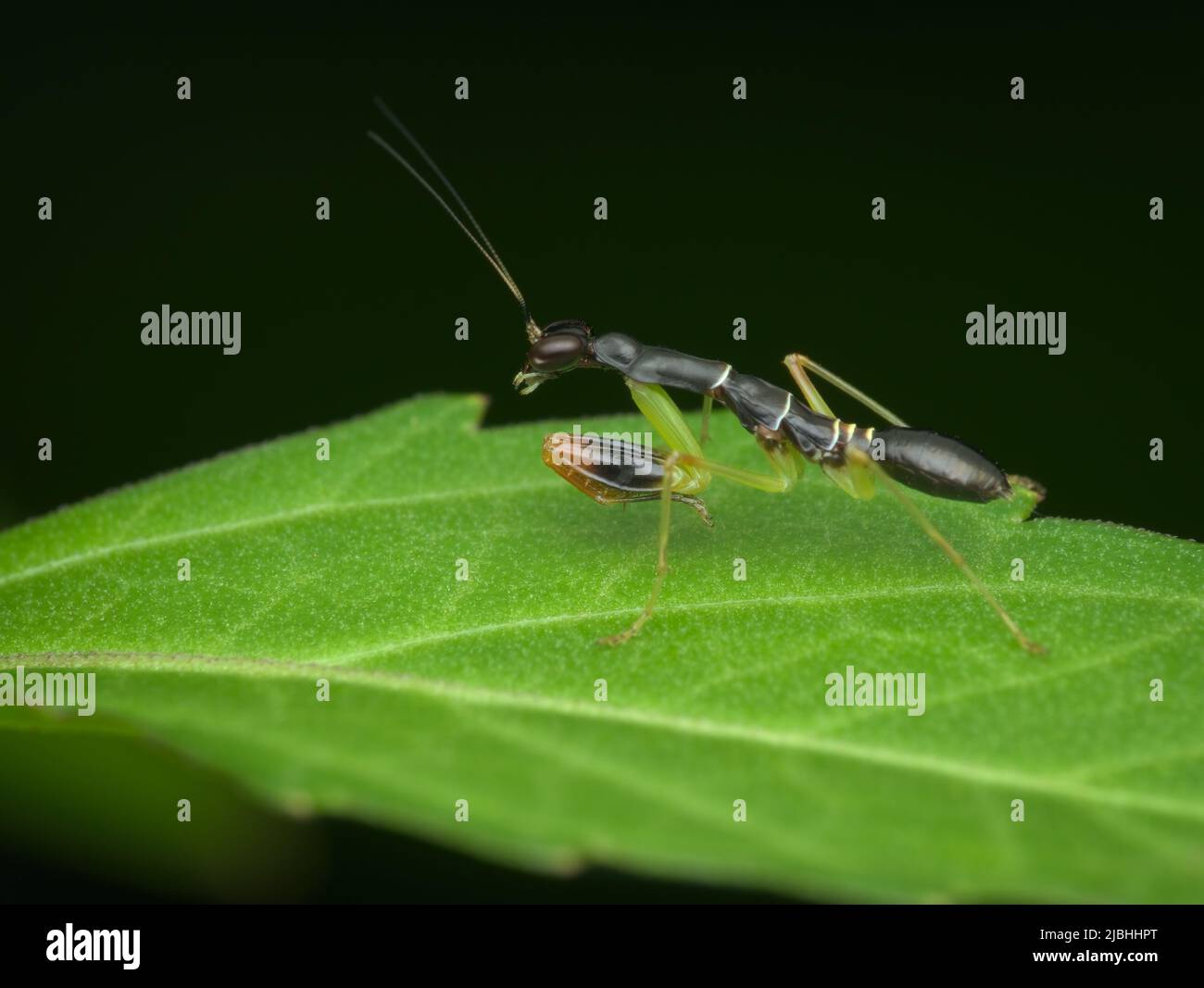 Asian ant mantis hi-res stock photography and images - Alamy