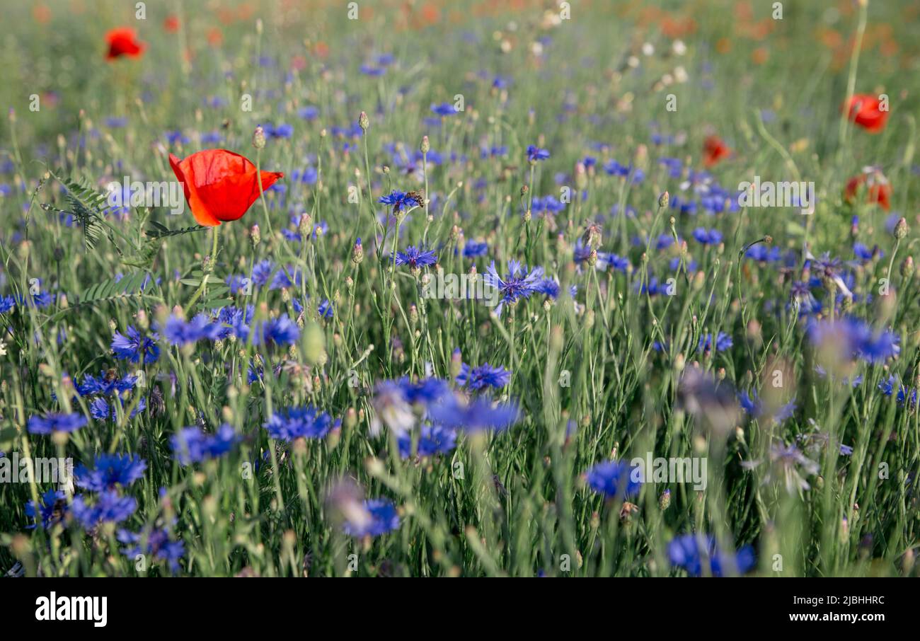 Field of blue cornflowers in the countryside. Blooming field with ...