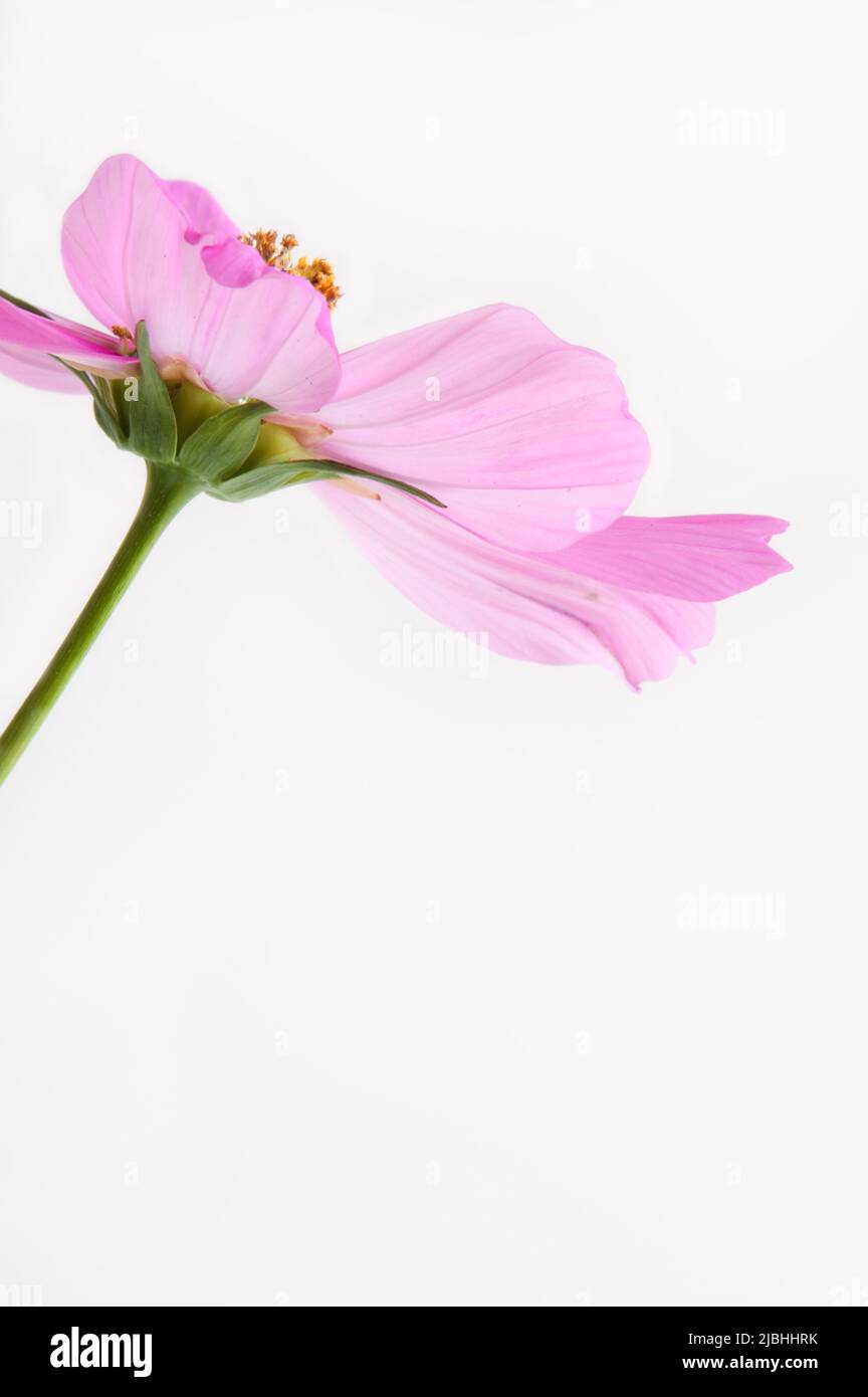 Single pink Cosmos flower against white background, with lots of copy ...