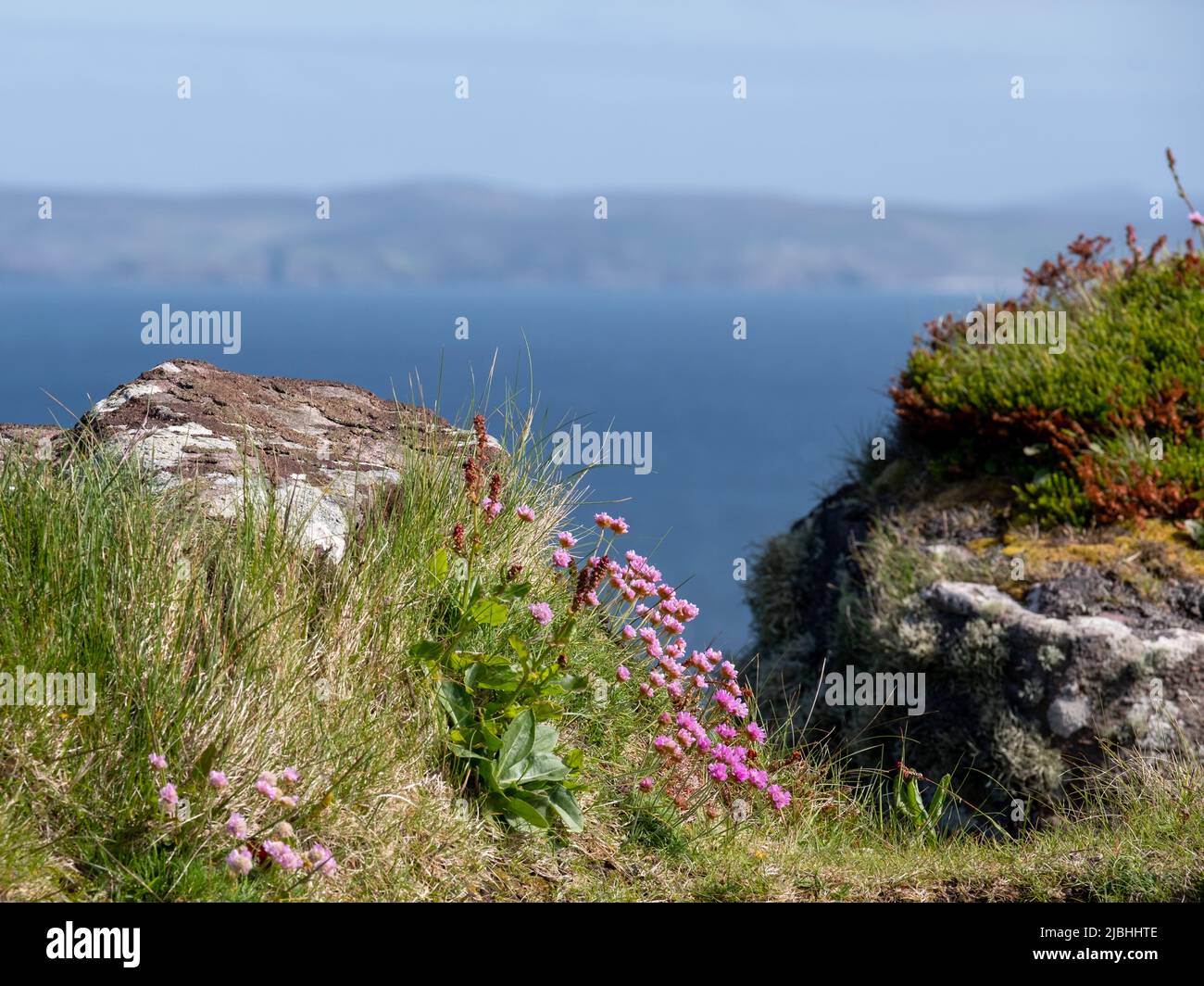 Pretty pink thrift flowers growing wild on the rocky cliffs at Handa ...