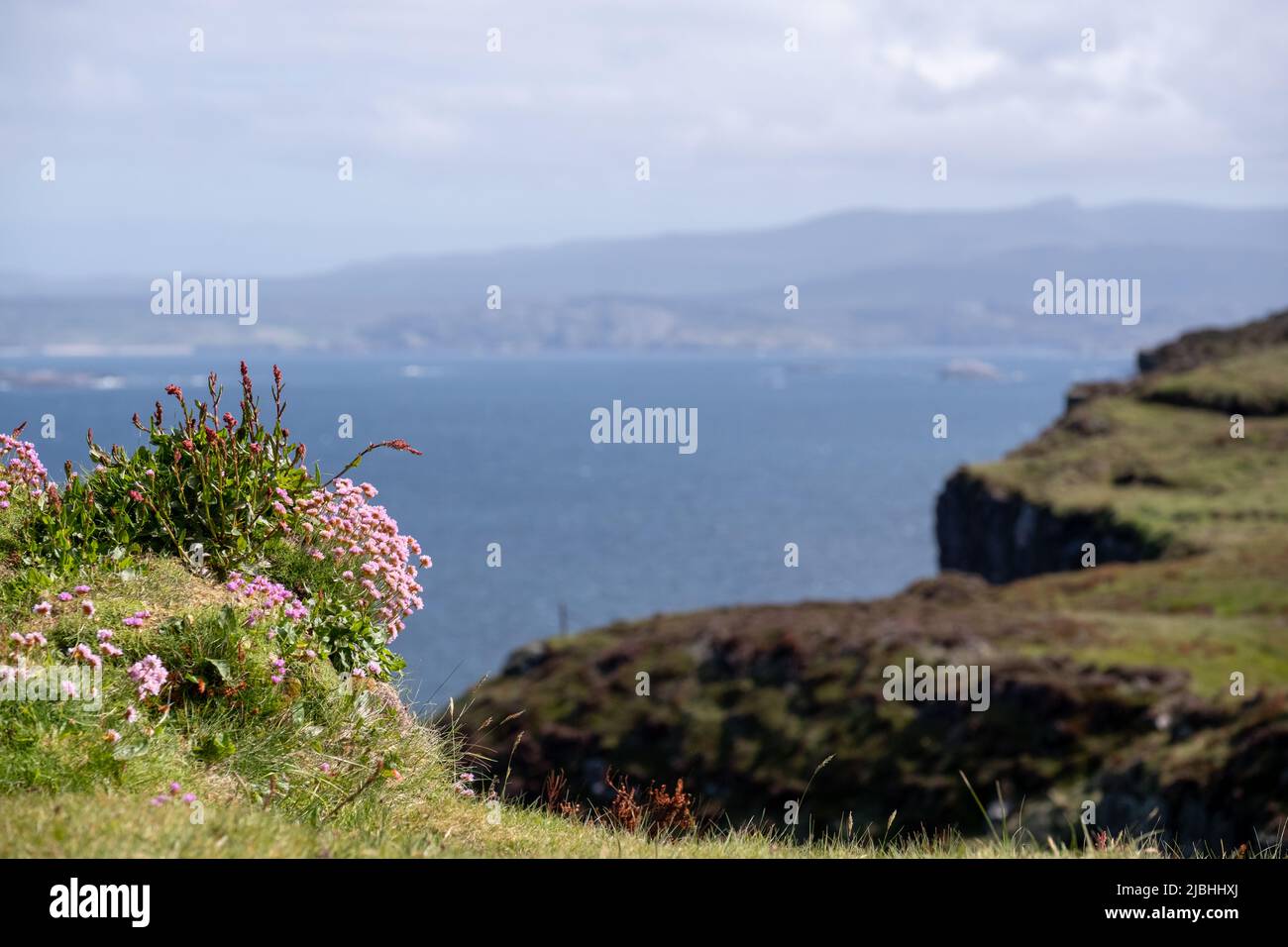Pretty pink thrift flowers growing wild on the rocky cliffs at Handa ...