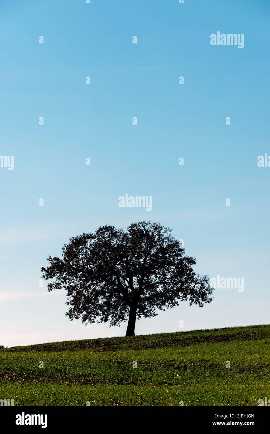 The city and area around the city of Alberobello, in Basilicata, Puglia ...