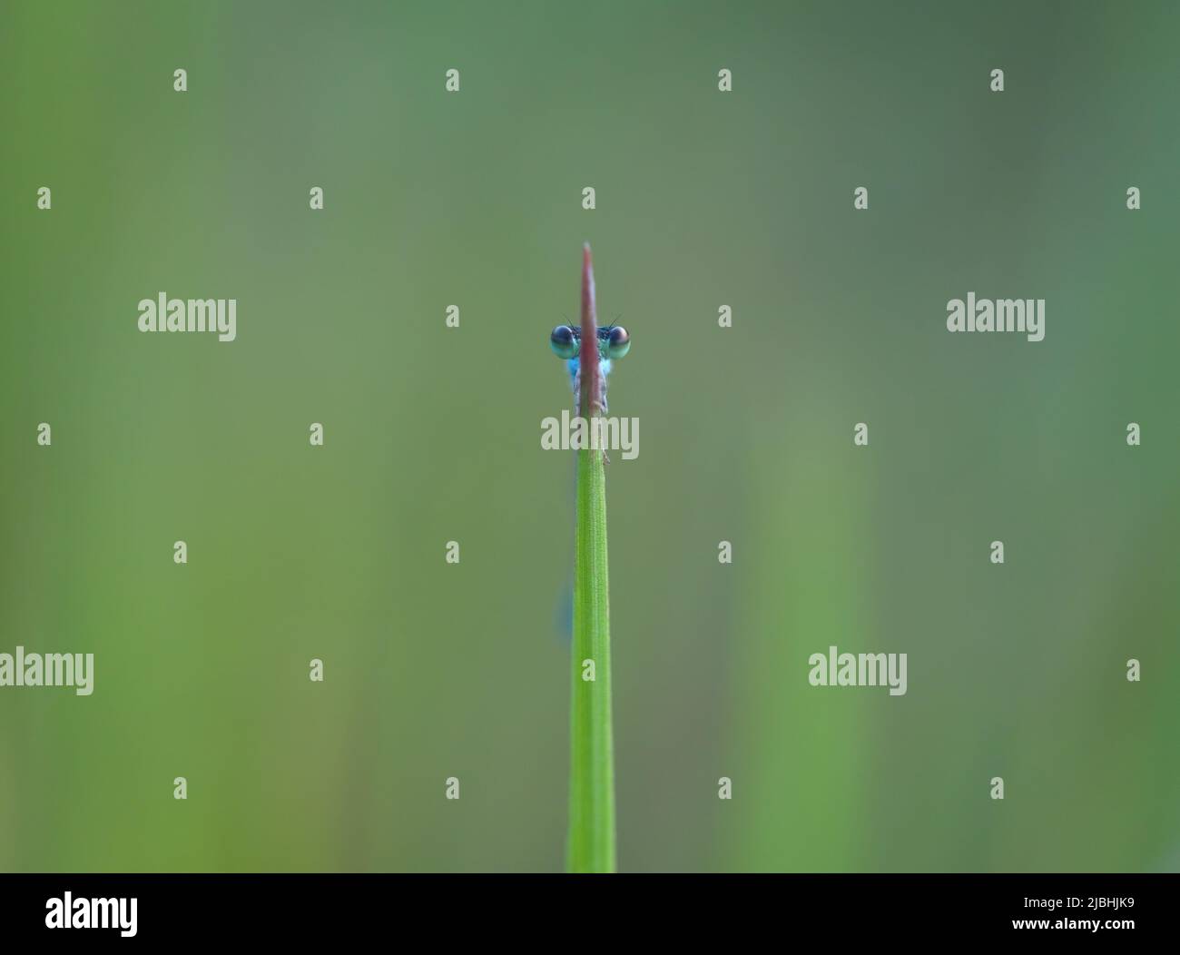 Bluecivildamselfly hi-res stock photography and images - Alamy