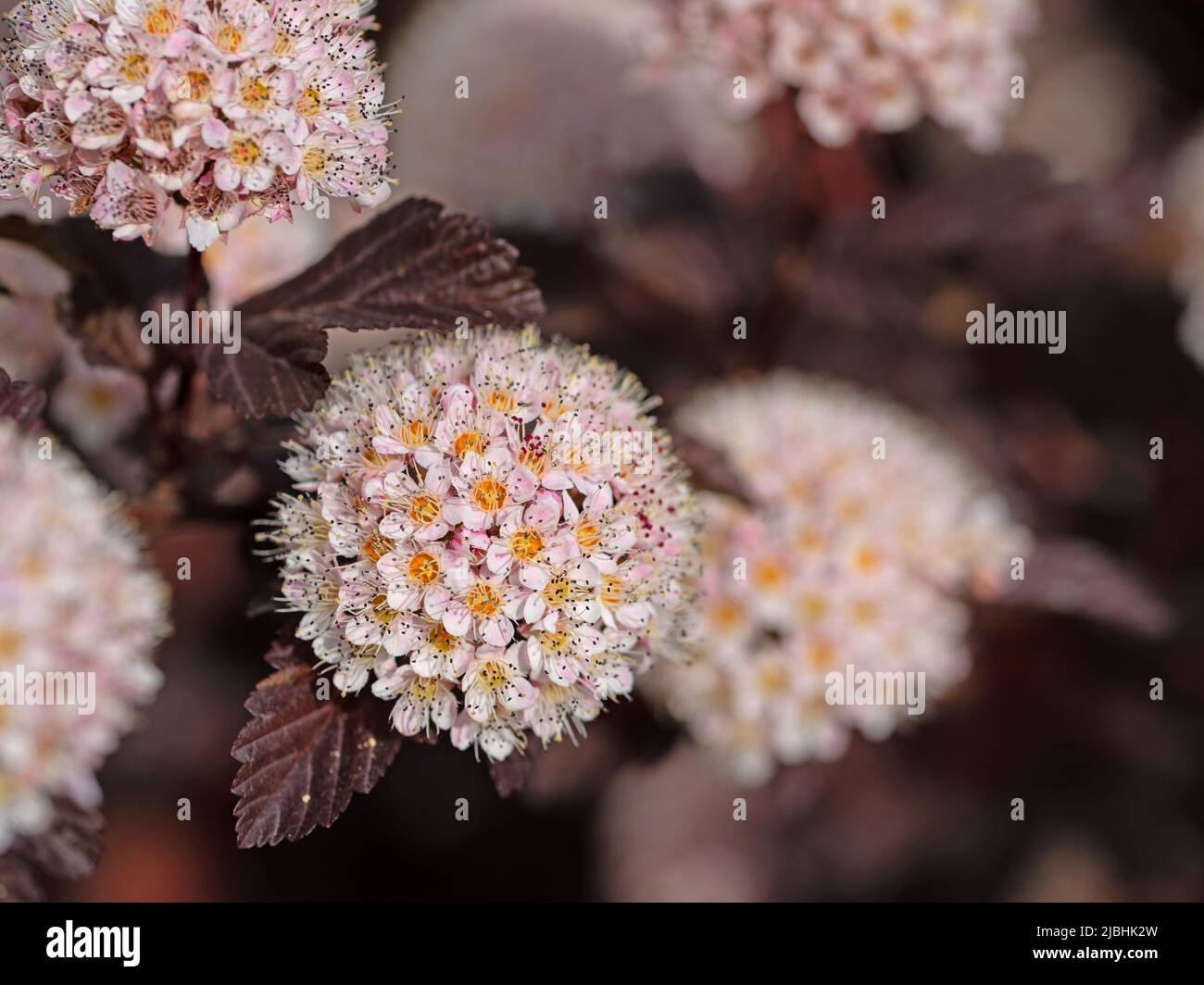Flowering ninebark, Physocarpus opulifolius, in spring Stock Photo - Alamy