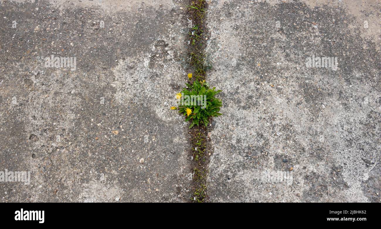 Weeds growing through stone hi-res stock photography and images - Alamy
