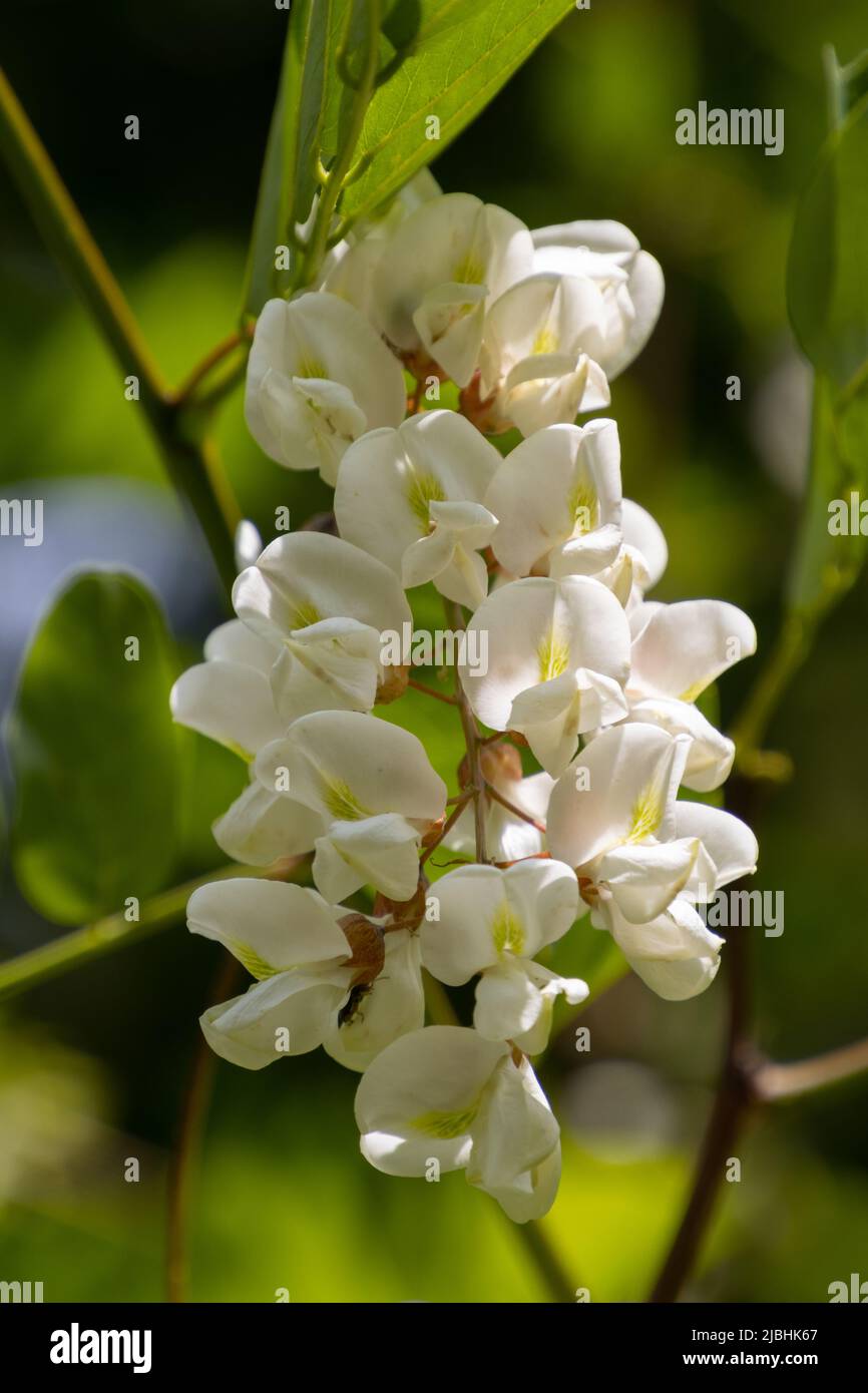 Close up of a Blossom of a robinia, also called locust tree or Robinia ...