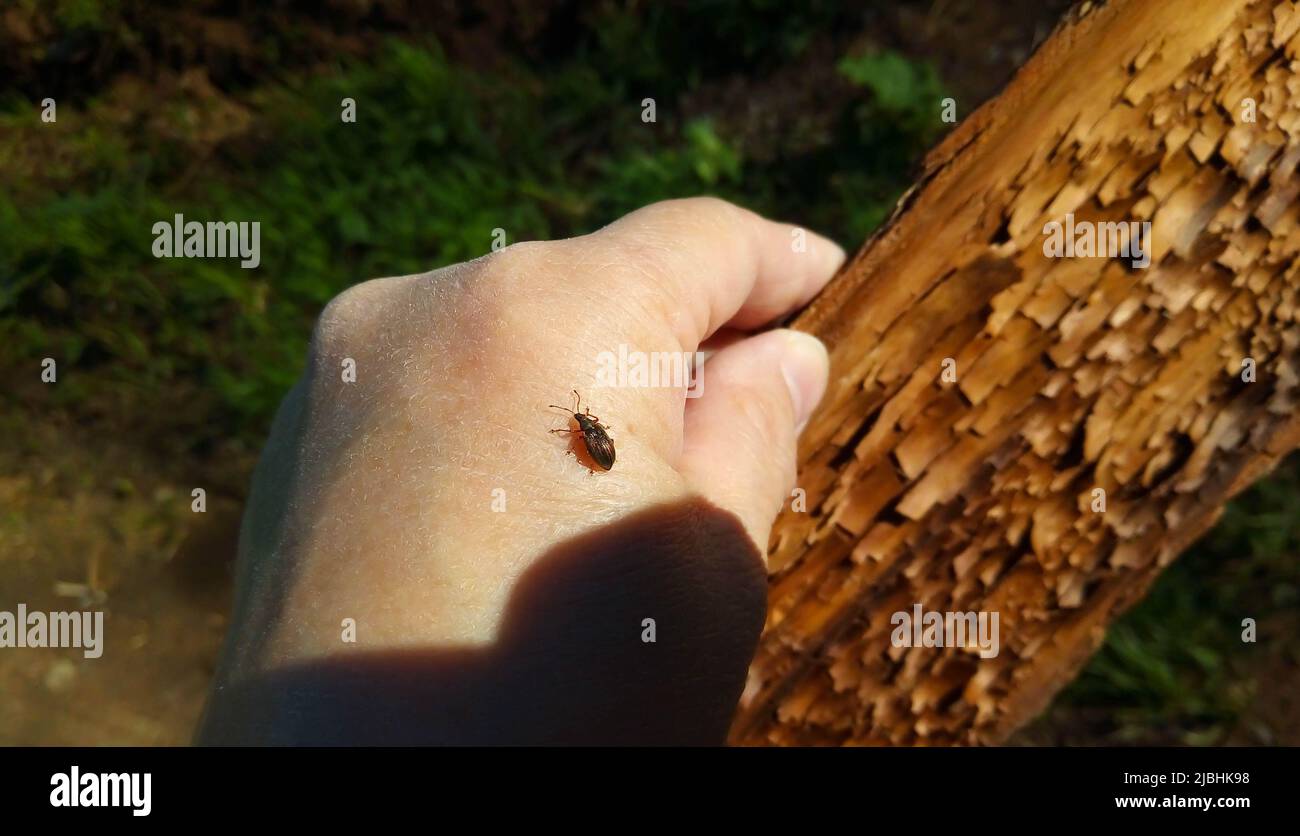 Large brown trunk beetle hi-res stock photography and images - Alamy