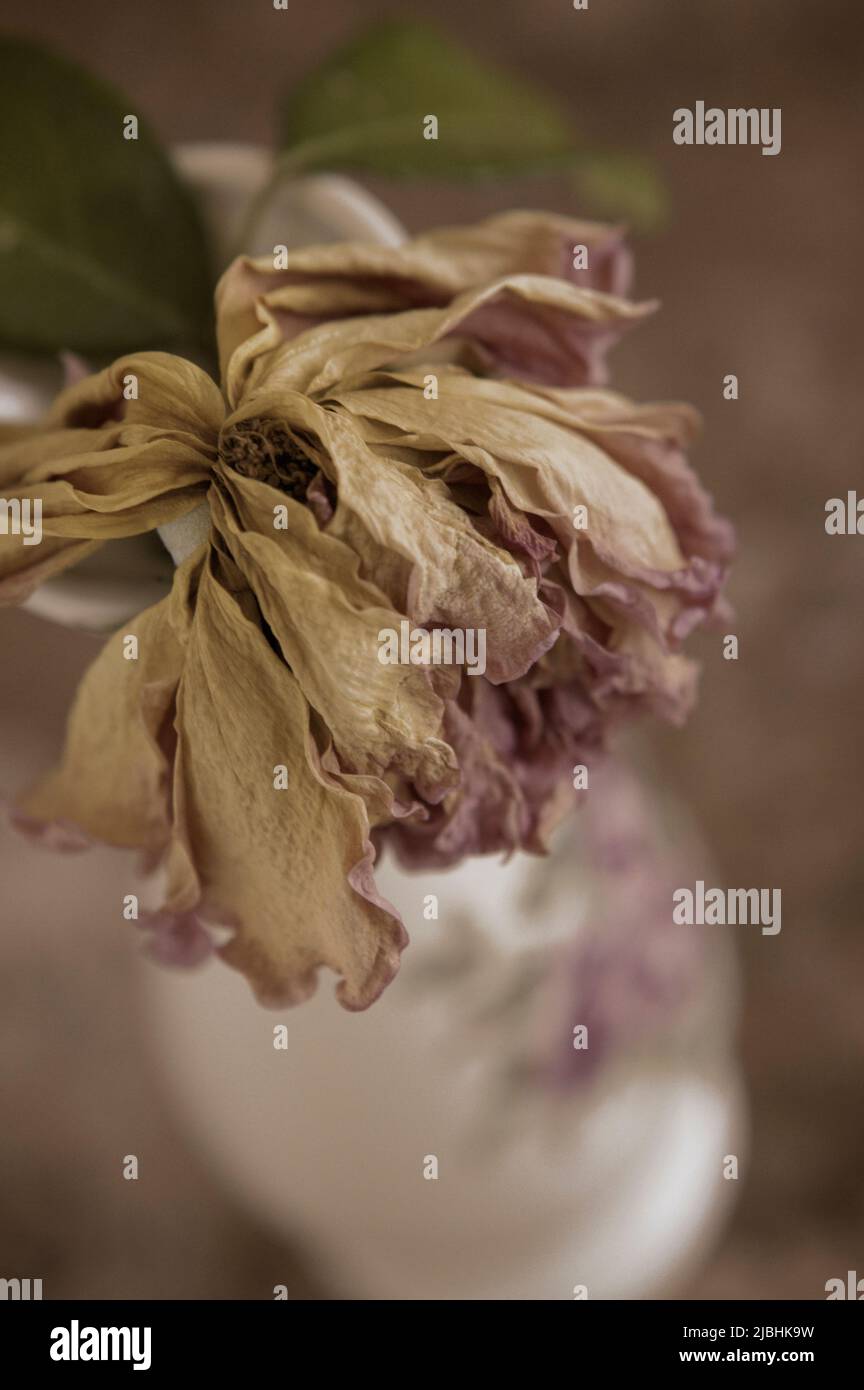 Dead and faded rose in vase Stock Photo - Alamy