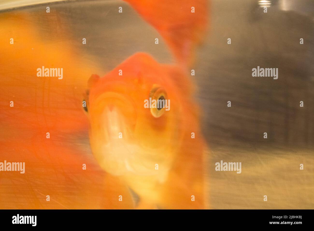 Muzzle of a goldfish Stock Photo - Alamy