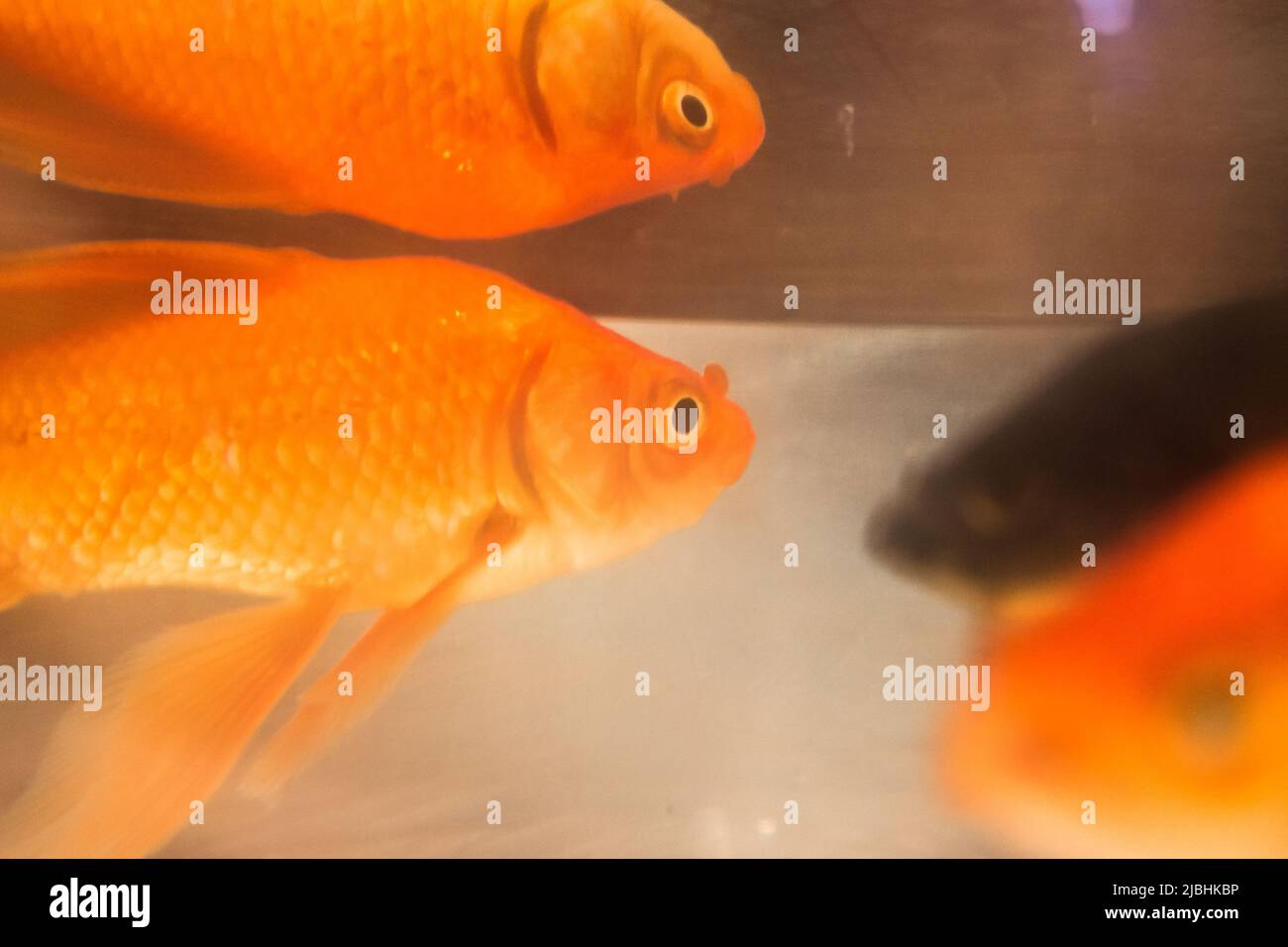 Goldfish closeup photo Stock Photo - Alamy