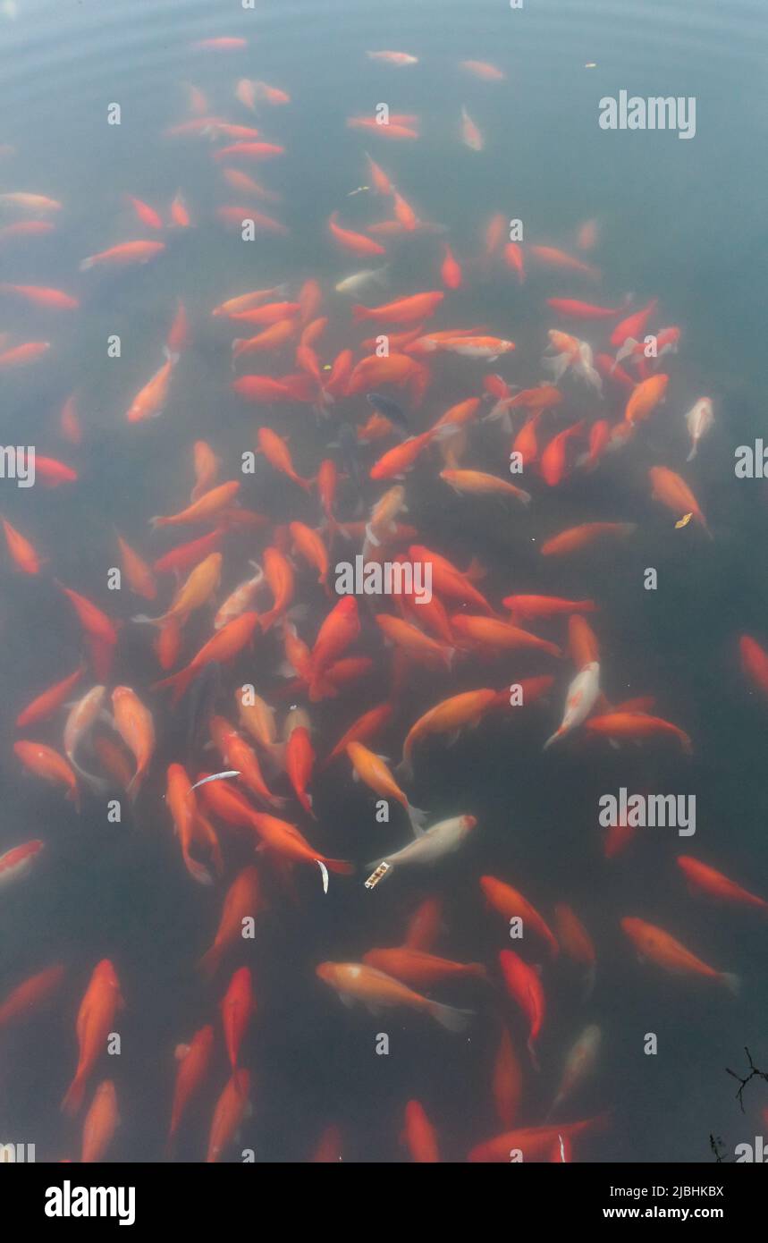 Fish crowd circle hi-res stock photography and images - Alamy