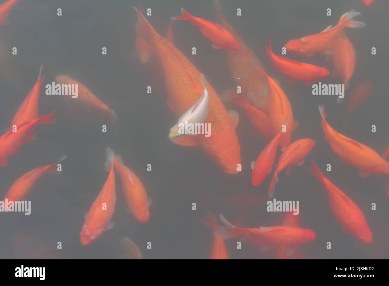 Red carp fish Stock Photo - Alamy