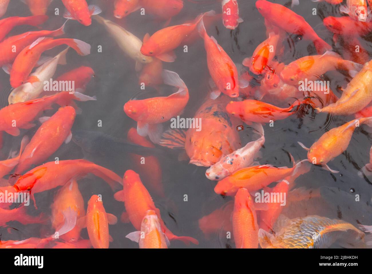 Goldfish money hi-res stock photography and images - Alamy