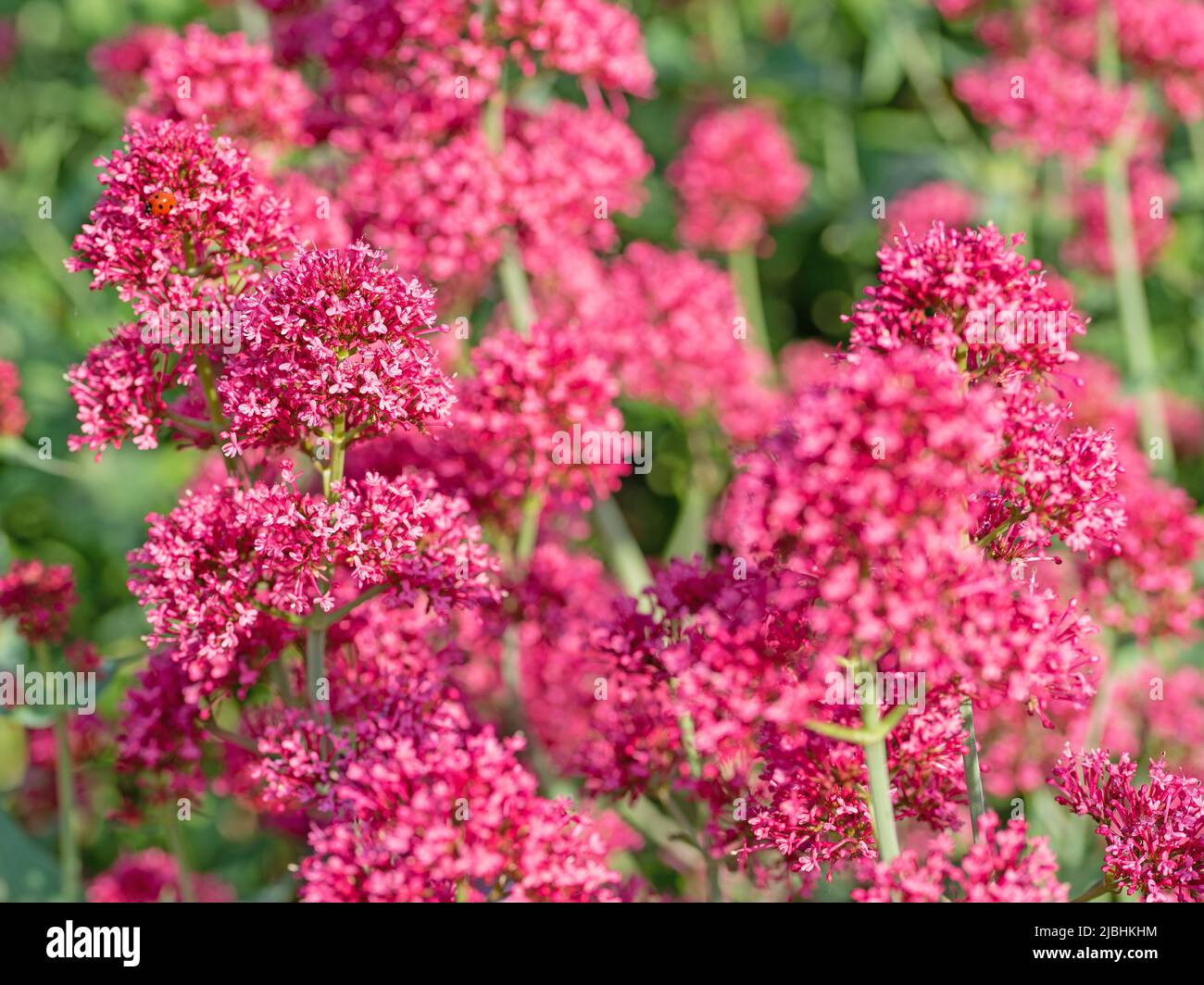 Red spur flower, centranthus ruber, in a close-up Stock Photo - Alamy