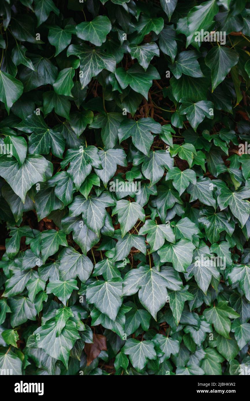 Hedera helix detail of green leaves, poison ivy evergreen plant, green ...