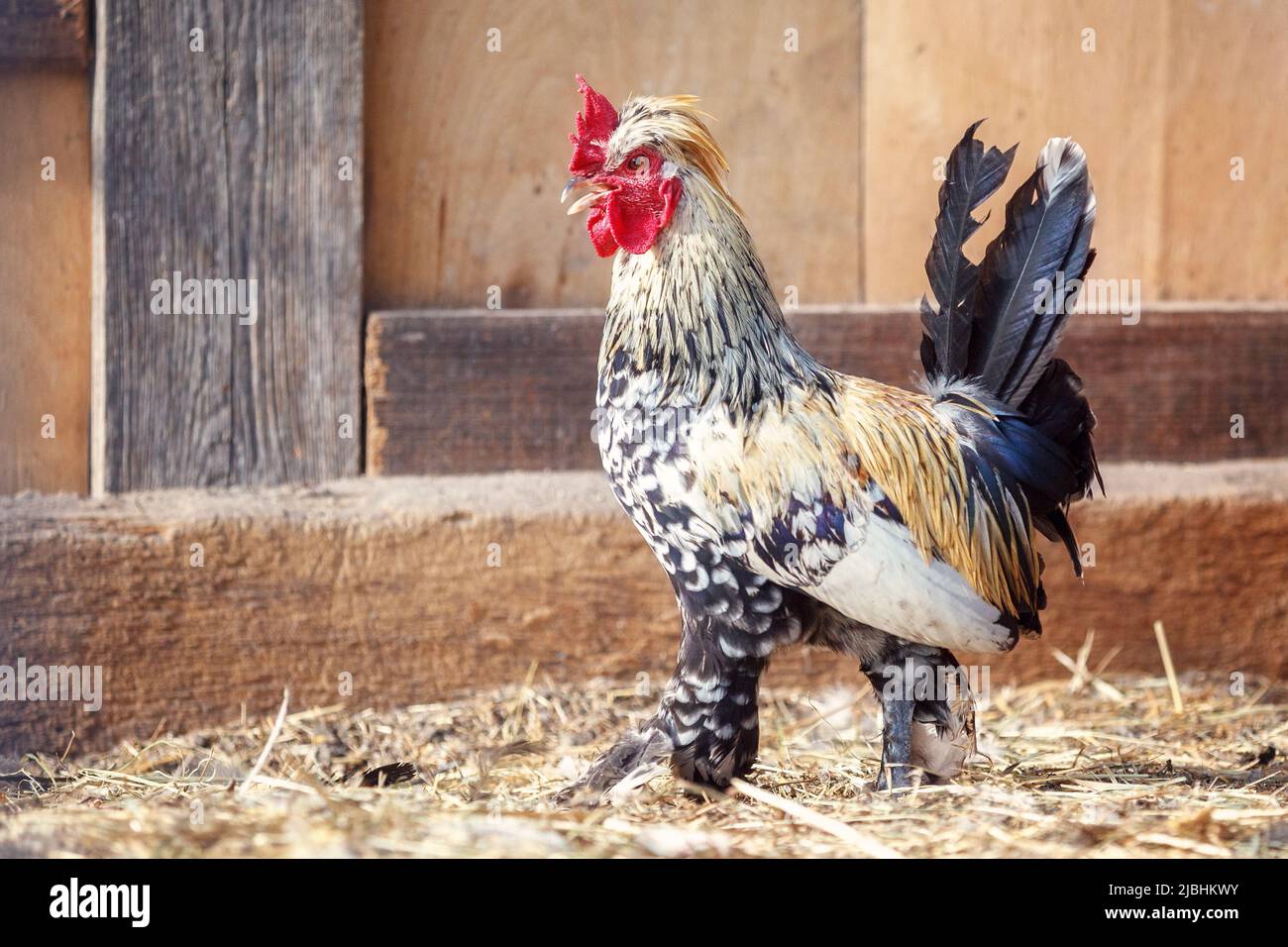 Little rooster in feather trousers walking in hen house, old boards in ...