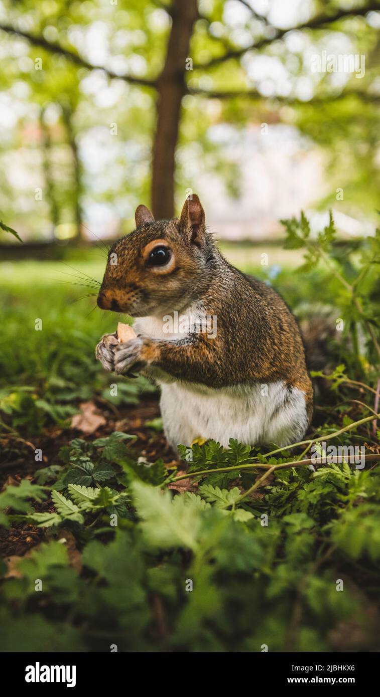 Squirrel is stuffing food into mouth Stock Photo - Alamy
