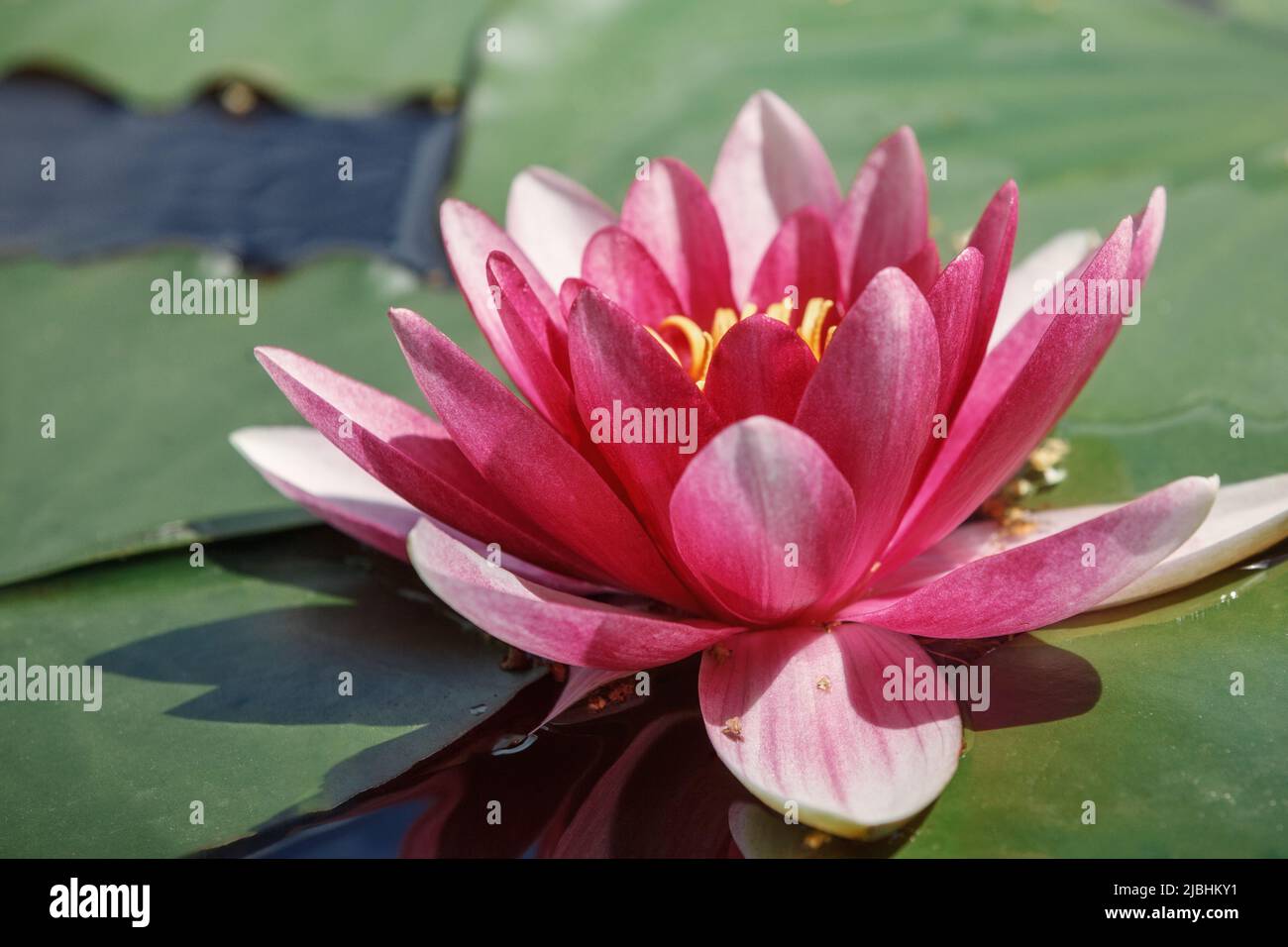 Large bud of pink lotus with green leaves on the water in the lake side ...