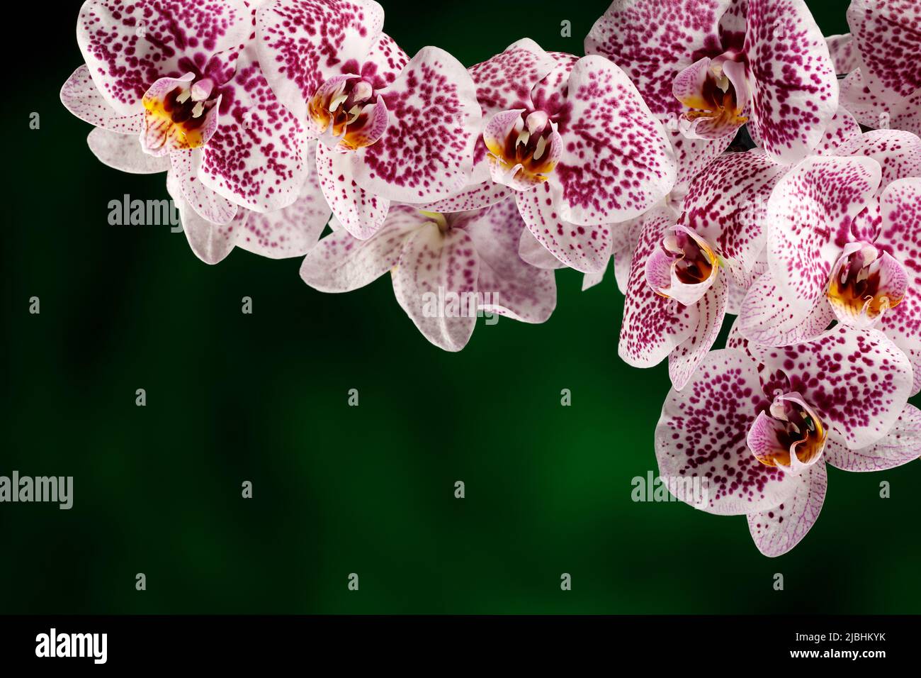 Pink Dalmatian orchid flower in the dark green background in close up ...