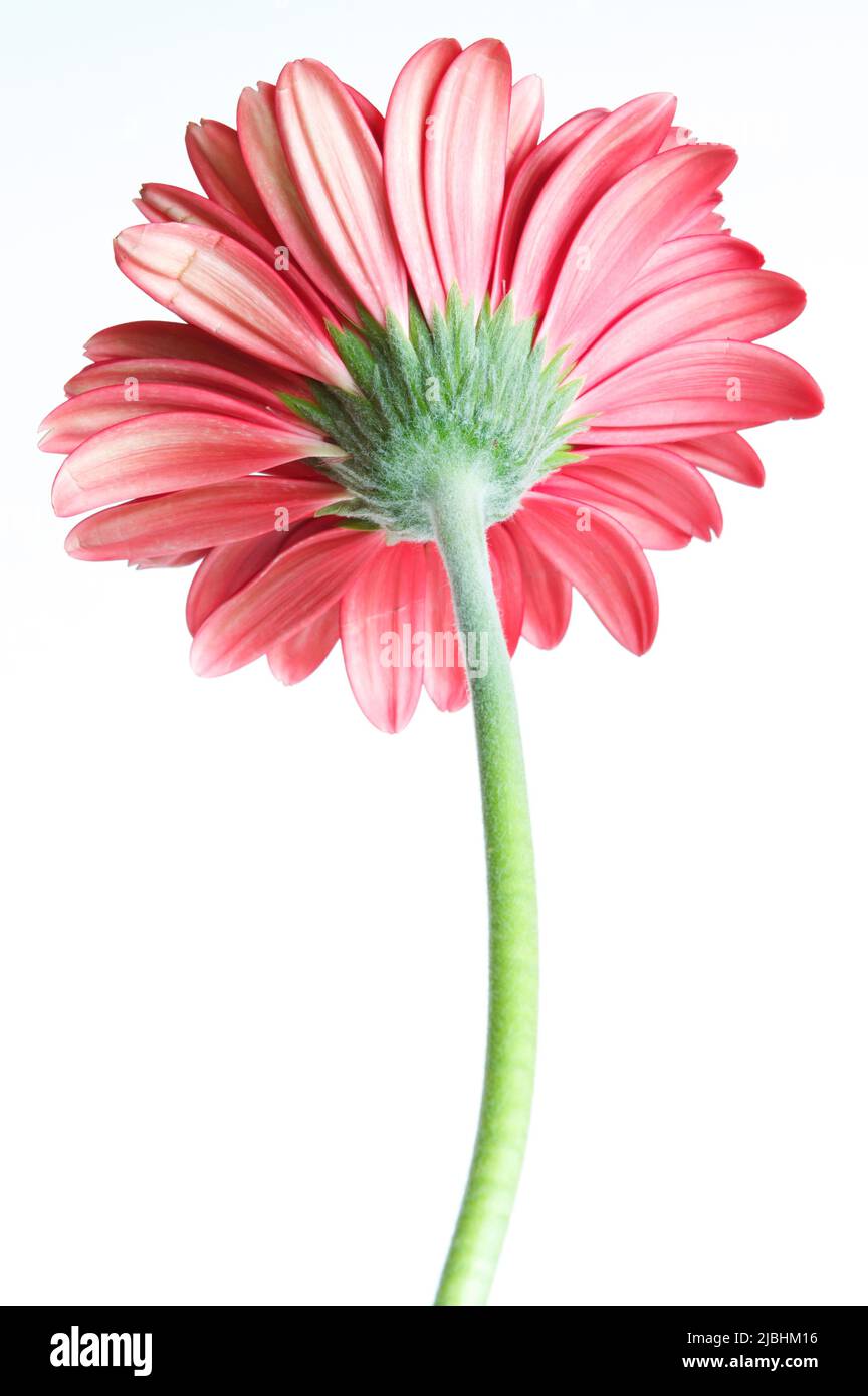 Back of single red Gerbera Daisy (Gerbera x hybrida) against white ...