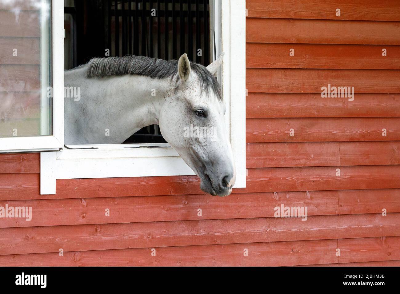 White horse looking out window of red barn. Horizontal photo, there is ...