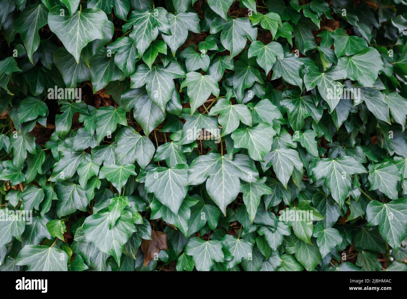 Natural climbing creeper ivy plants on the wall, green foliage leaves ...