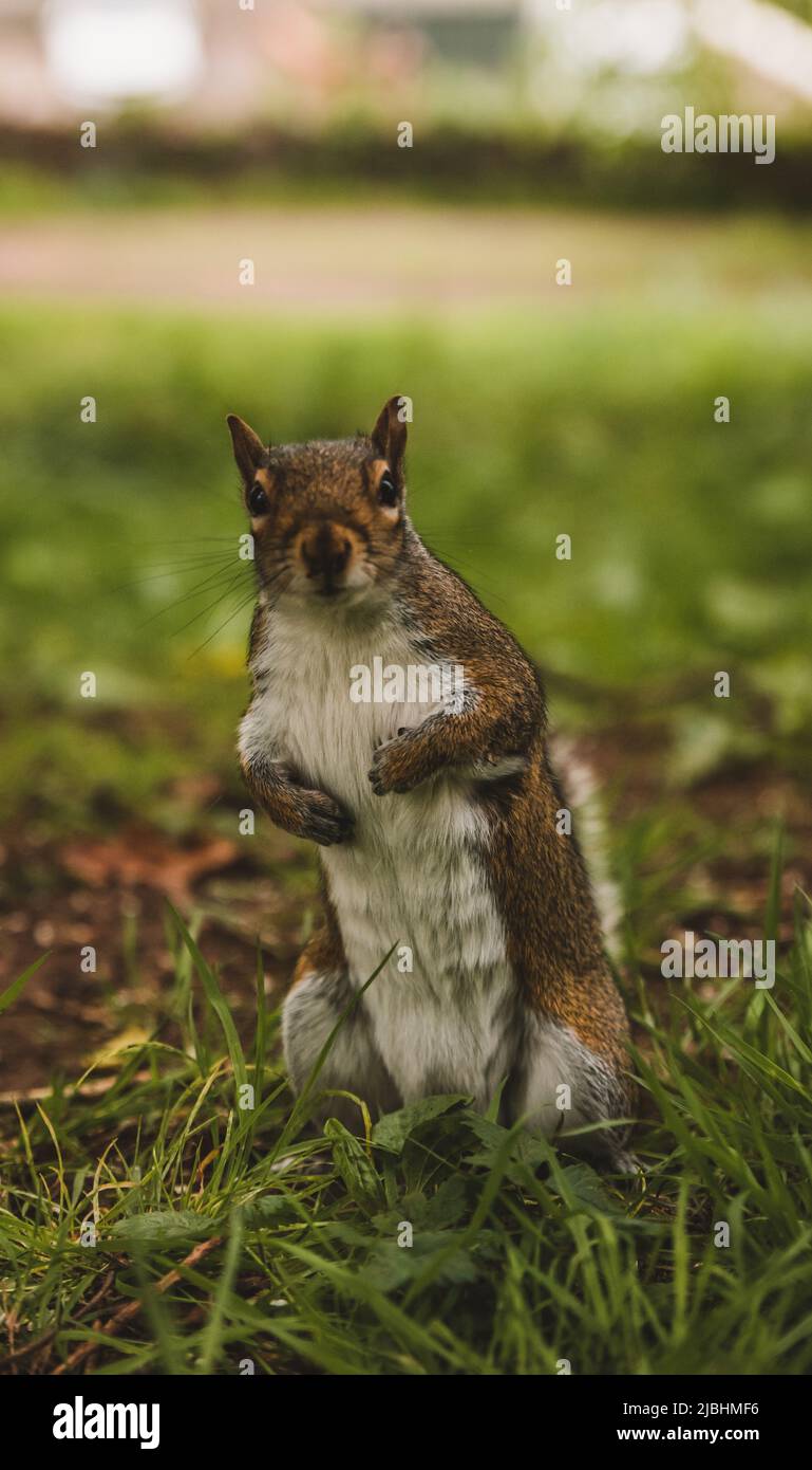 Chilling squirrel hi-res stock photography and images - Alamy