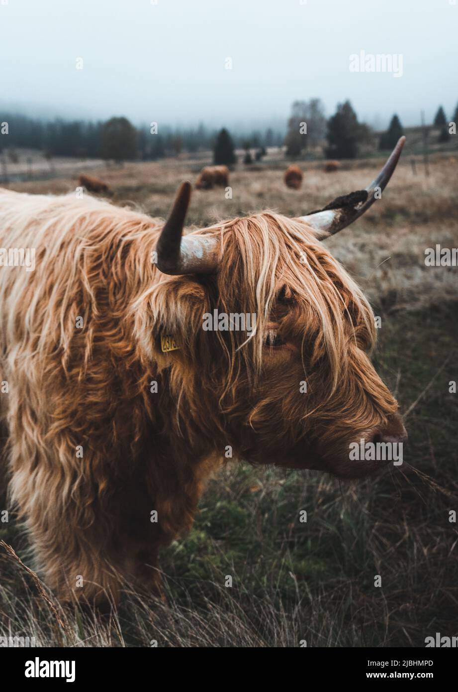 Beautiful horned Highland Cattle enjoying the evening on a Frozen ...