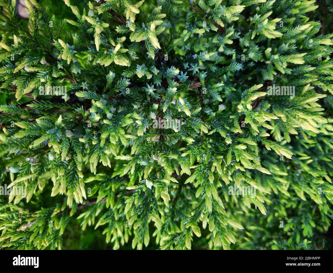 Foliage texture of Common juniper against blurred green background ...
