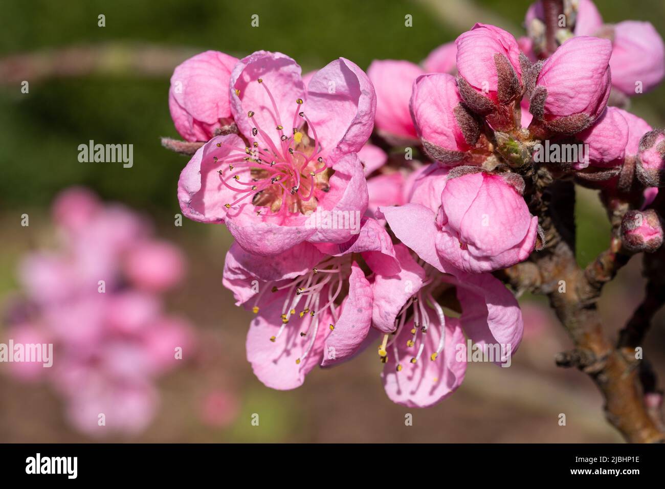 Nectarine tree(Prunus persica), close up of the flower head Stock Photo ...