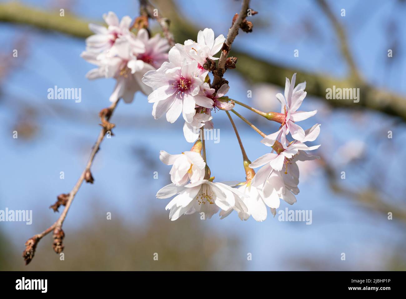 Higan tree prunus subhirtella hi-res stock photography and images - Alamy