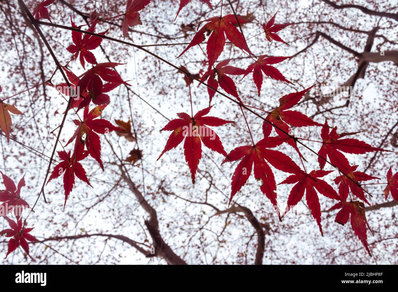 Red maple branch Stock Photo - Alamy