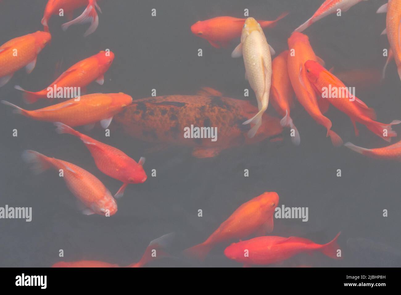 Red carp fish Stock Photo - Alamy