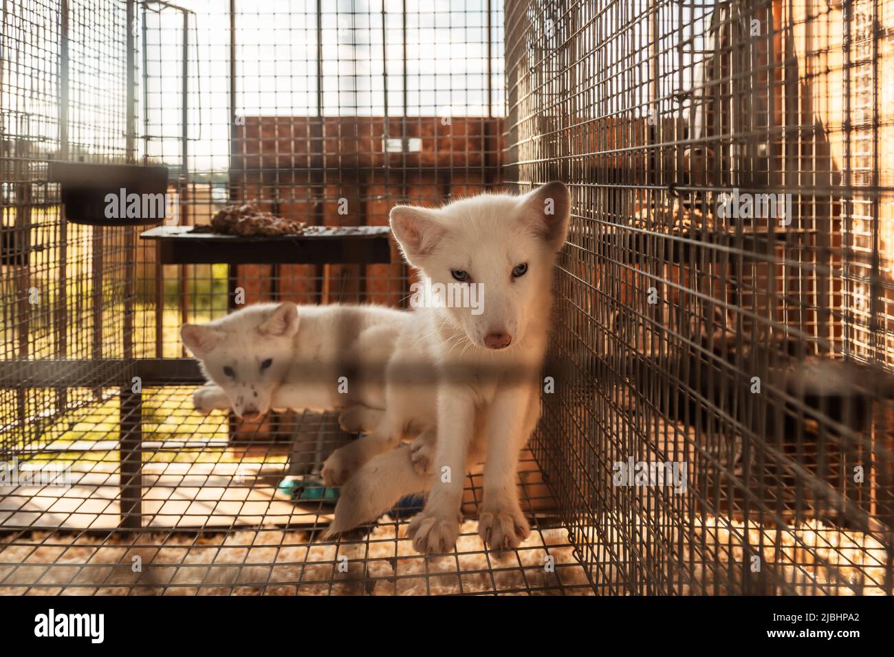 white fox little puppies in a cage Stock Photo - Alamy