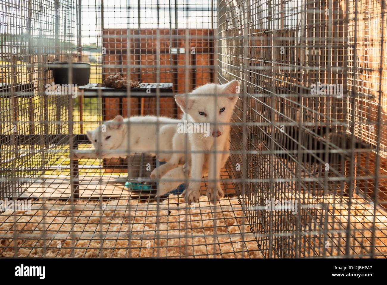 white fox little puppies in a cage Stock Photo - Alamy