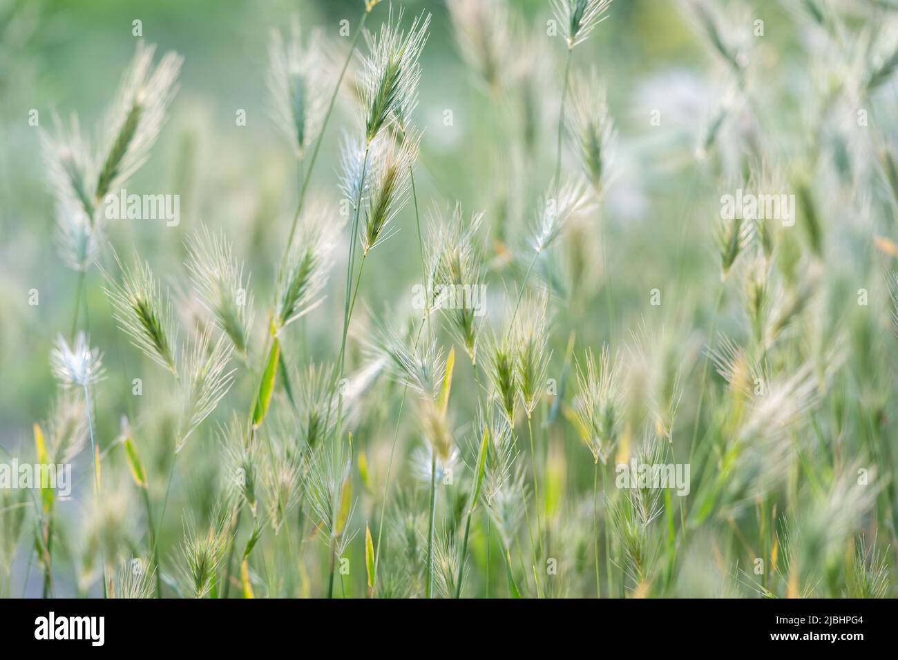 Closeup of ears of wild cereal crops at daylight sway in wind. Sunlit ...