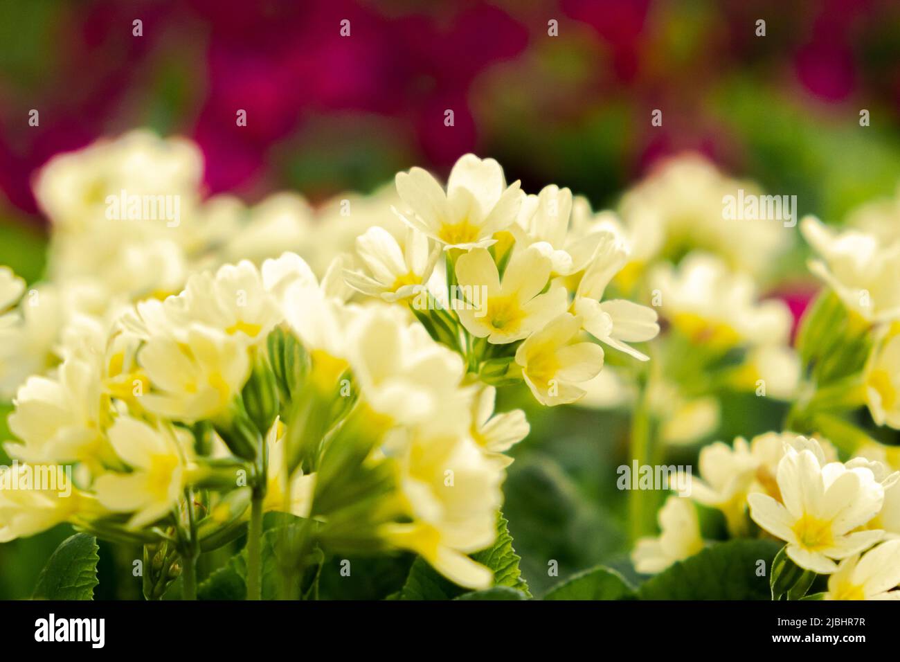Easter concept. Primrose Primula with yellow flowers in flowerbed in ...