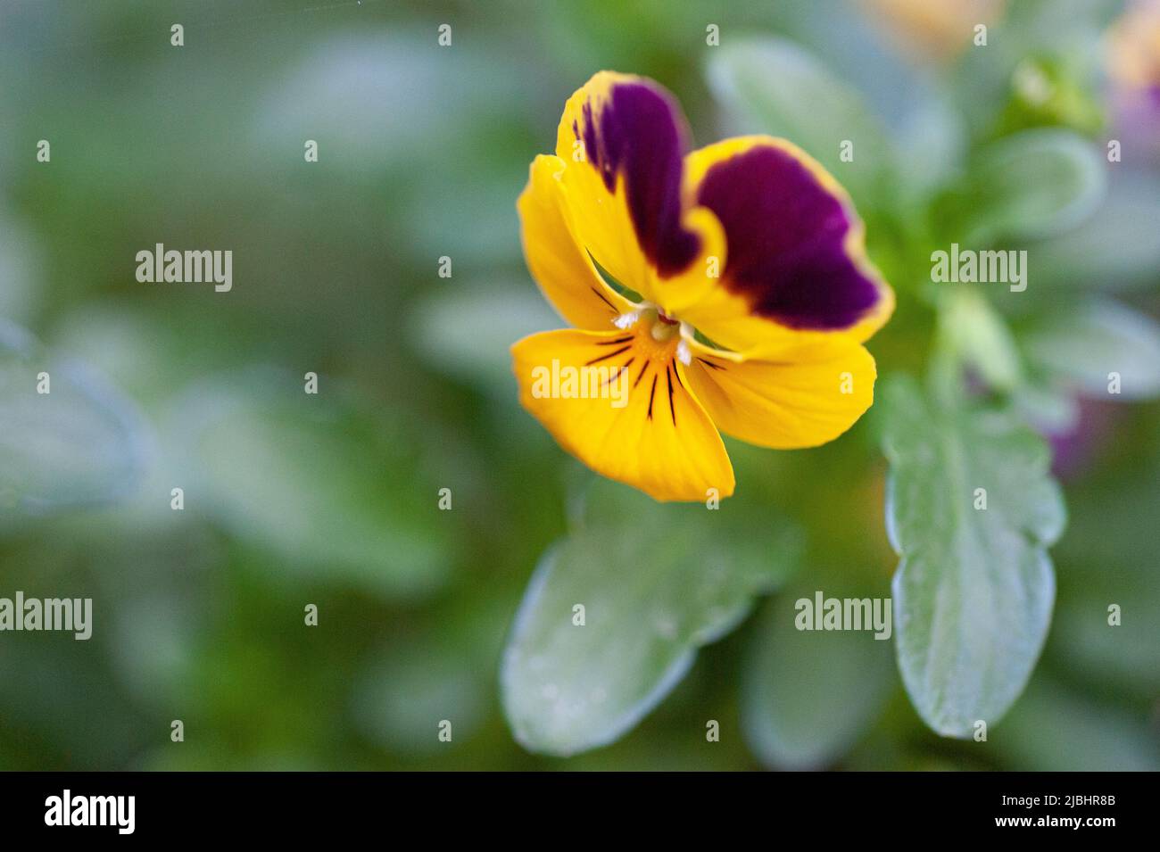 Spring time in Amalfi Coast, Italy Stock Photo - Alamy