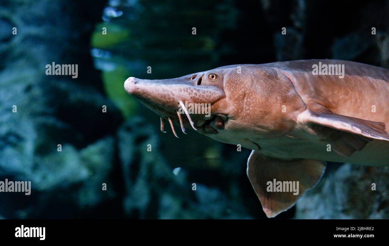 Sturgeon fish swimming hi-res stock photography and images - Alamy