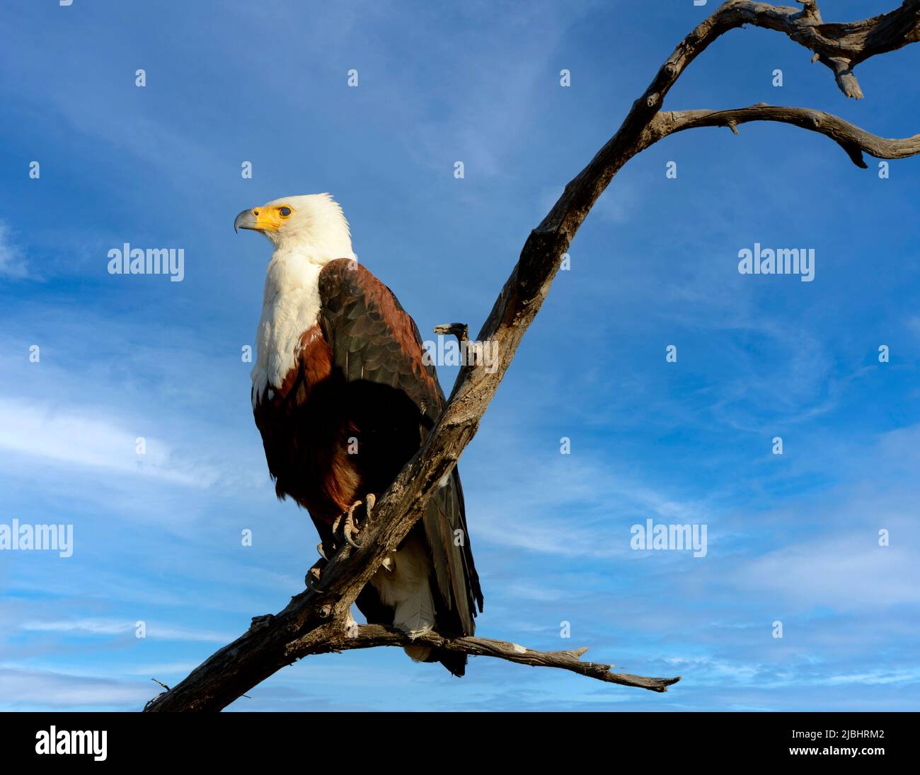 African Fish Eagle Stock Photo - Alamy