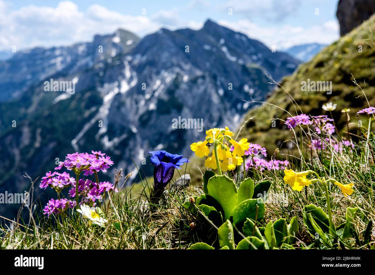 Alpenblumen gelb hi-res stock photography and images - Alamy