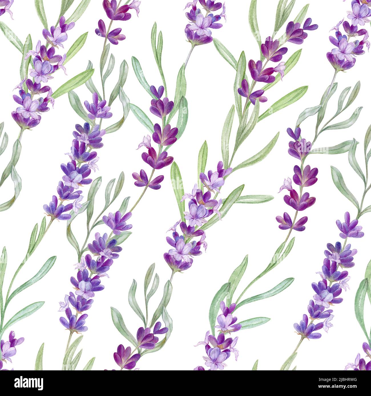 Pattern with lavender flowers and leaves, watercolor illustration Stock ...