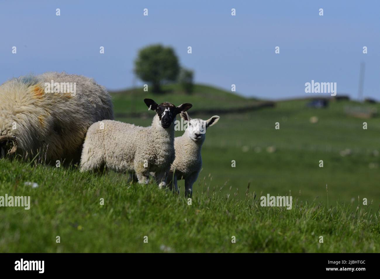 Lambs pastoral life hi-res stock photography and images - Alamy