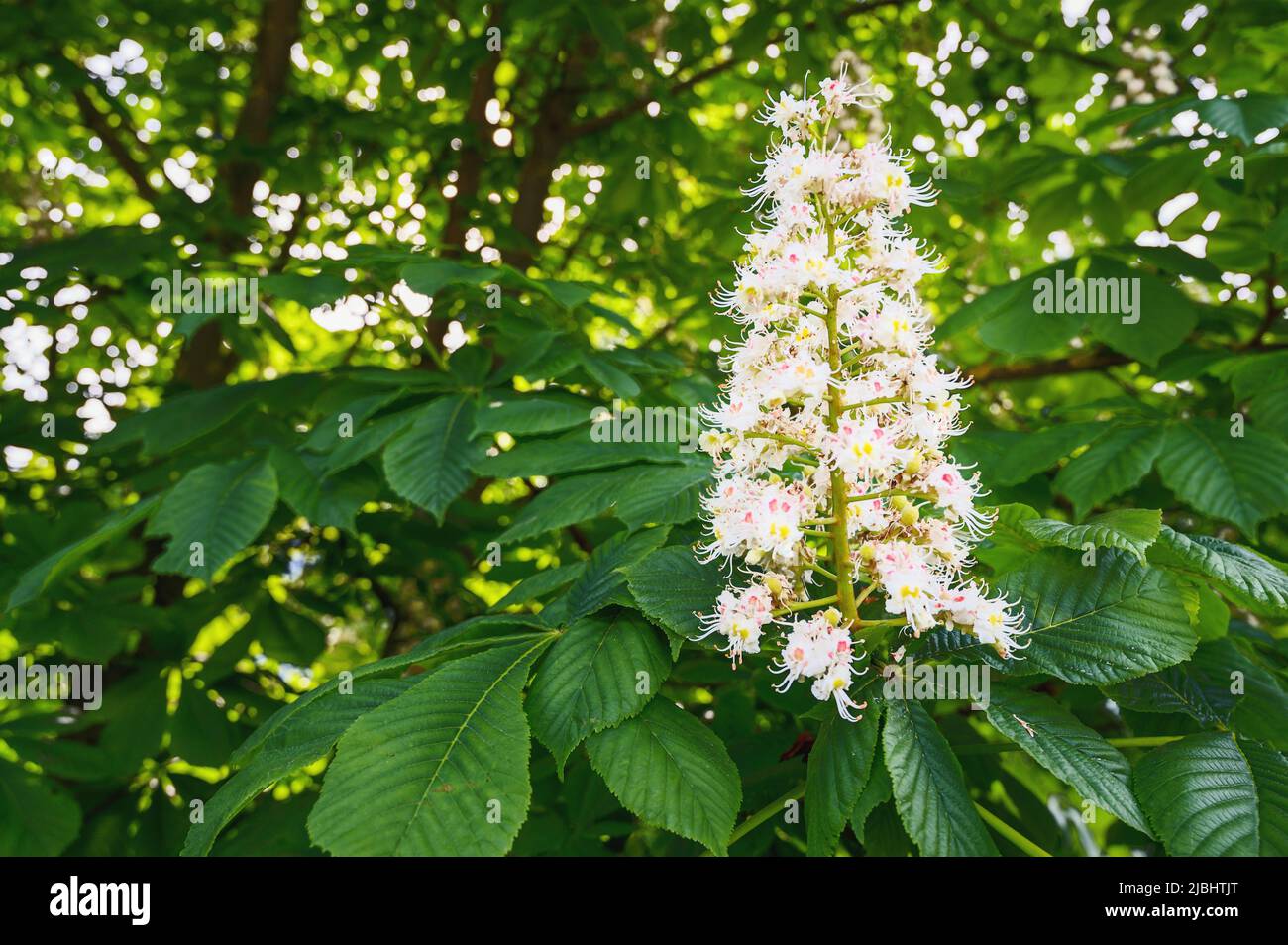 Chestnut flowers on a background of green foliage. flowering horse ...