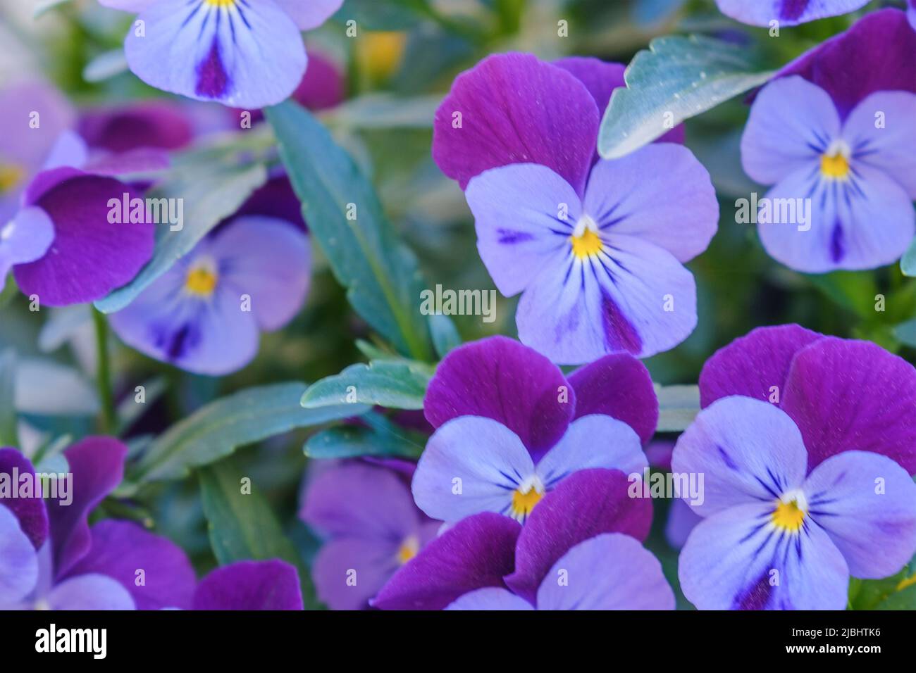Violet blue carpet hi-res stock photography and images - Alamy