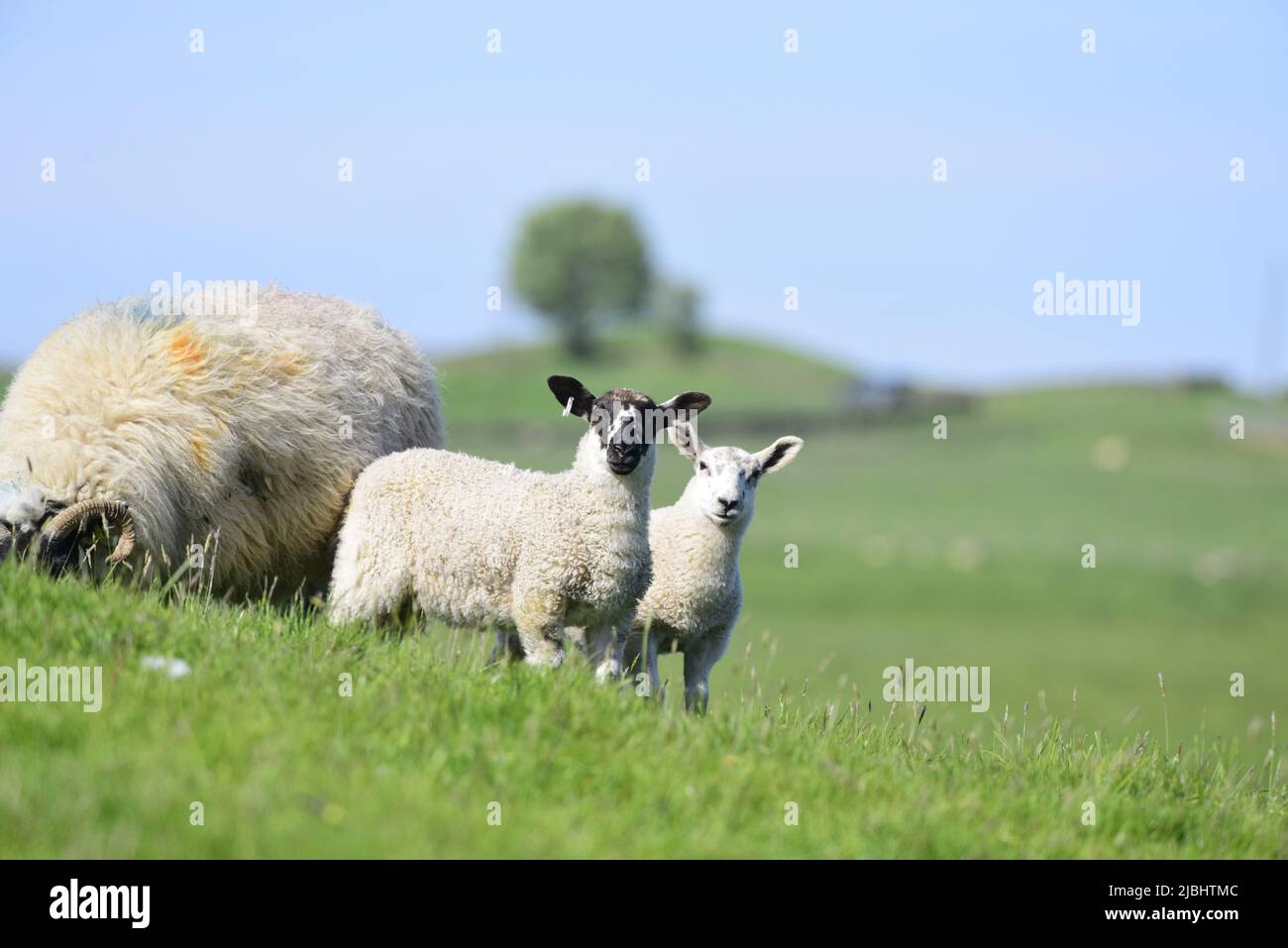 Scottish Blackface sheep and lambs Stock Photo - Alamy