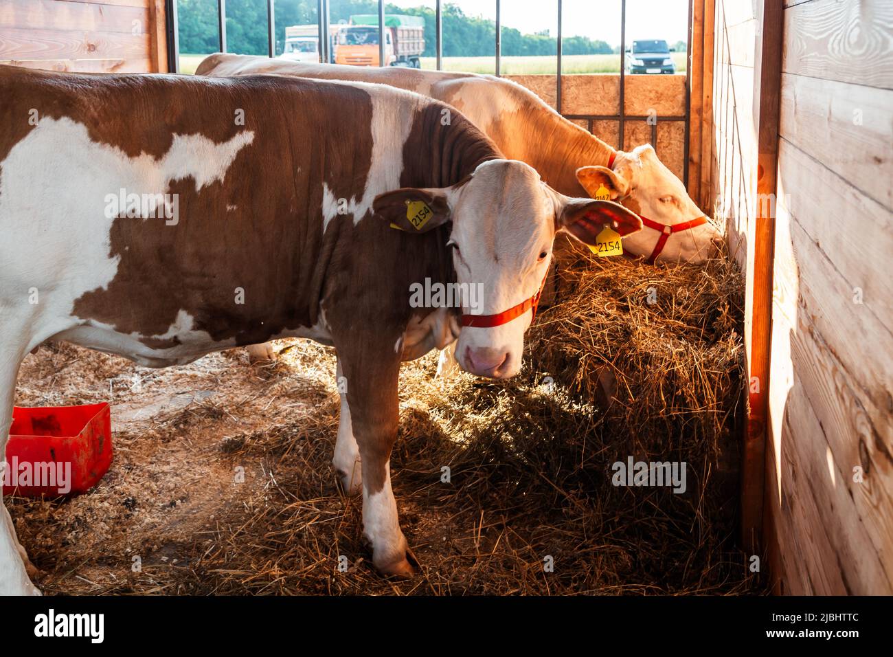 Portrait of a cow with a calf in the farm Stock Photo - Alamy