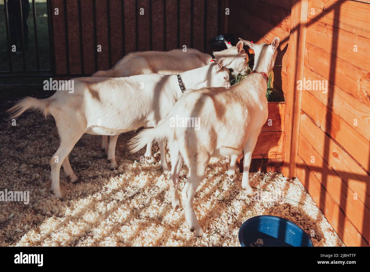 Zaanen goat hi-res stock photography and images - Alamy