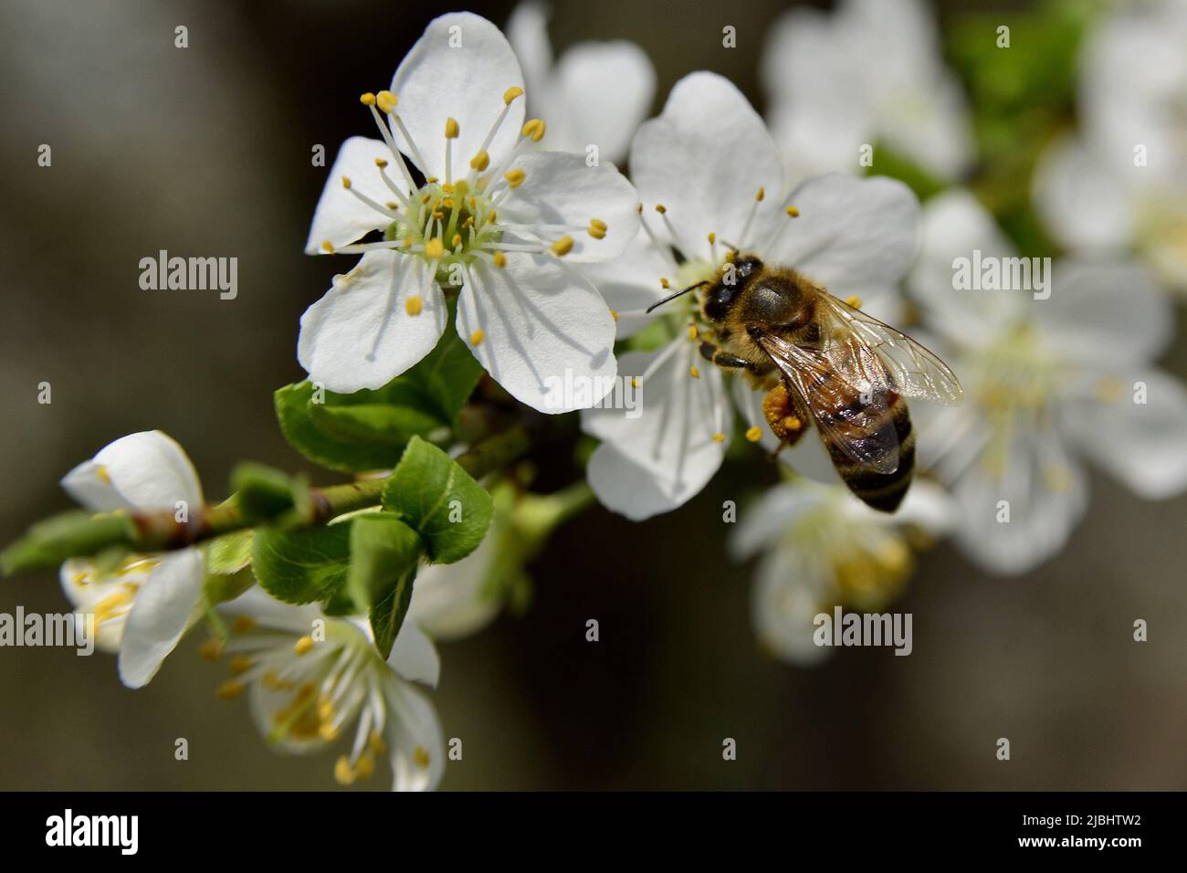 Spring flowers and insects hi-res stock photography and images - Alamy